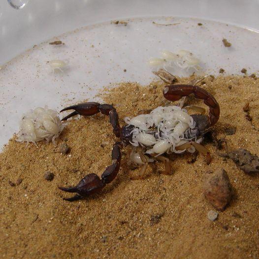 Scorpions | Midpeninsula Regional Open Space District